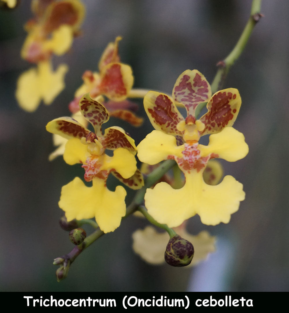 Trichocentrum (Oncidium) cebolleta (2"p) TRUE cebolleta – Plantio La ...