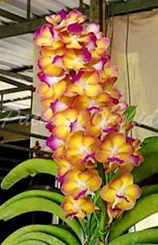Products – Tagged "Vanda Mericlone" – Plantio La Orquidea