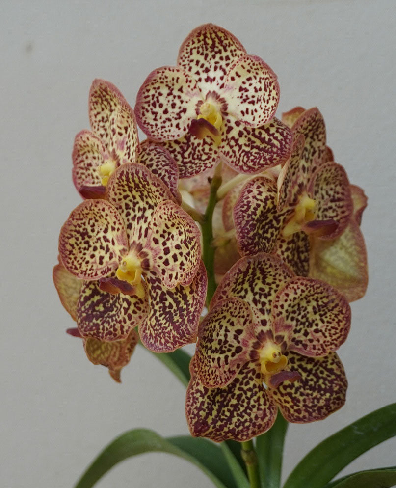Products – Tagged "Vanda Mericlone" – Page 2 – Plantio La Orquidea
