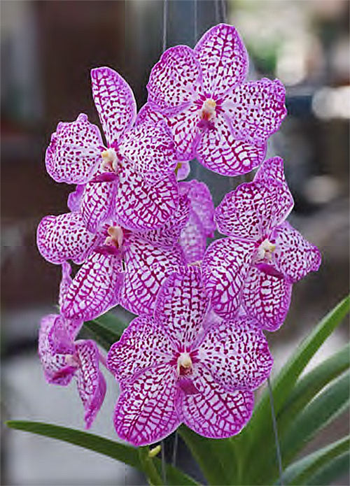 Vanda Hybrids – Plantio La Orquidea