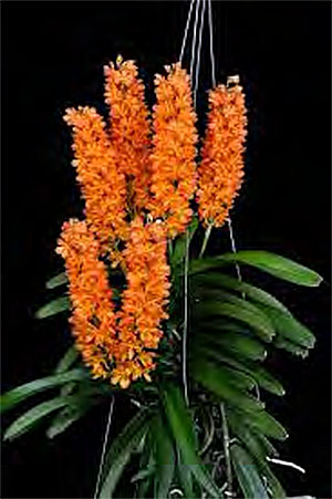 Products – Tagged "Vanda Mericlone" – Plantio La Orquidea
