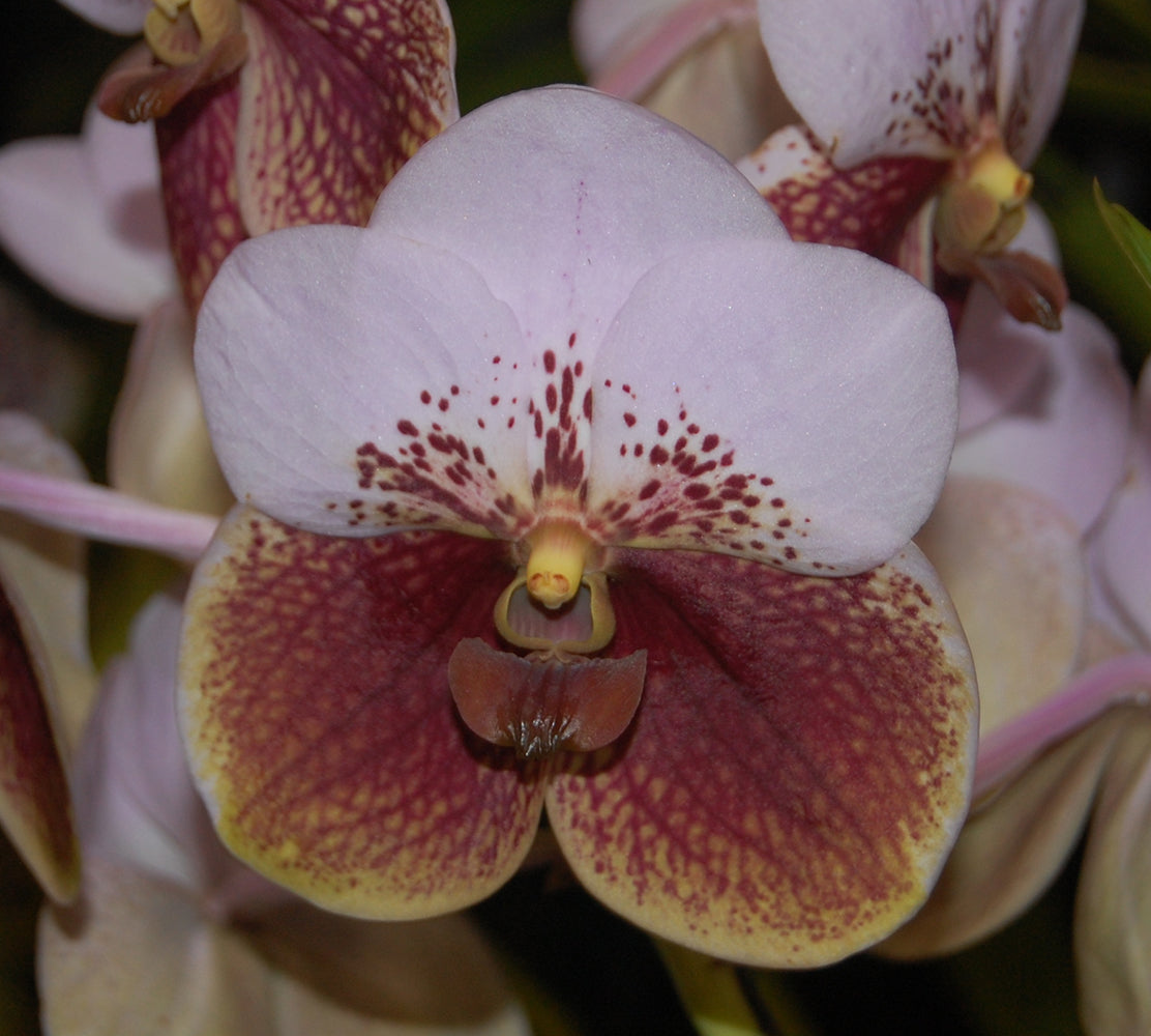 Collector's Corner – Tagged "Vanda Mericlone" – Plantio La Orquidea